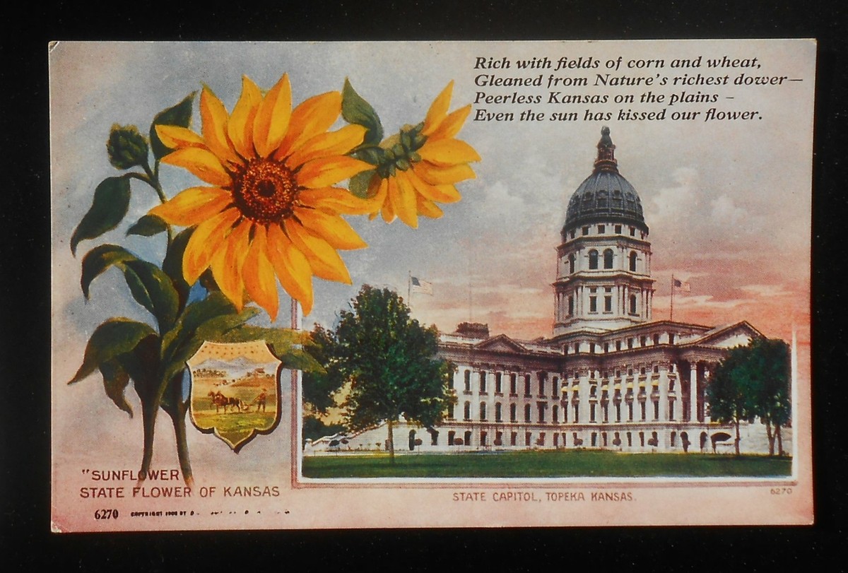 Kansas State Flower Facts Kansas Flower Hi Res Stock Photography And