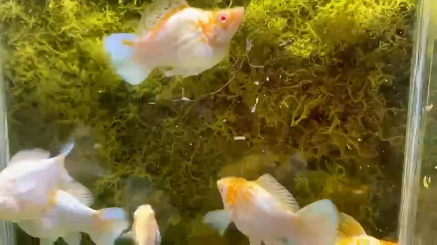 MOLLY ABINO SAKURA CARAMEL ROUNDTAIL BREEDING SIZE LIVE FISH HIGH ...