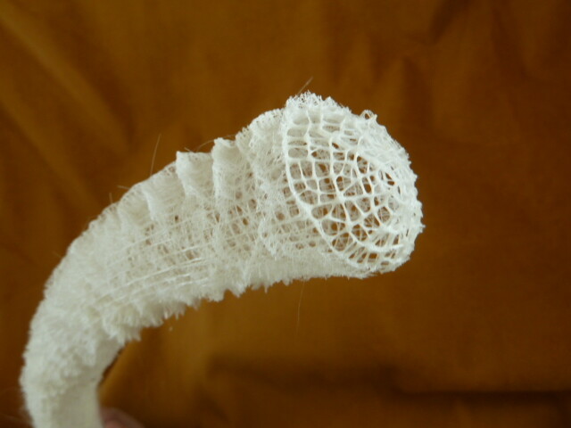 (W81-6) 13" natural VENUS GLASS SPONGE specimen FLOWER BASKET Weird ...