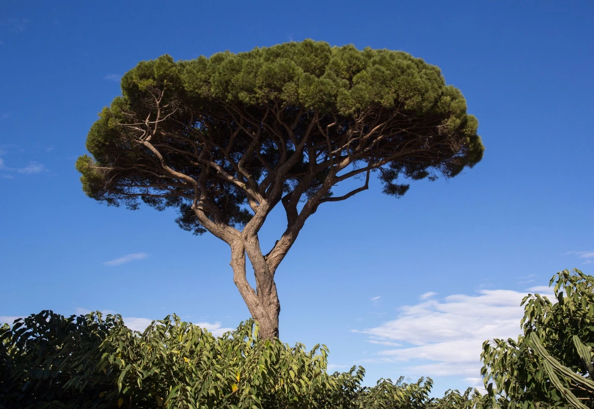 Pinus Pinea