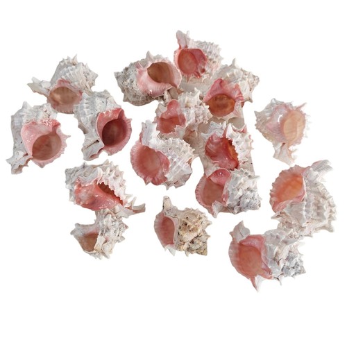 16 Large Natural Conch Seashells Pink Murex Rare Real Aquarium Hermit ...