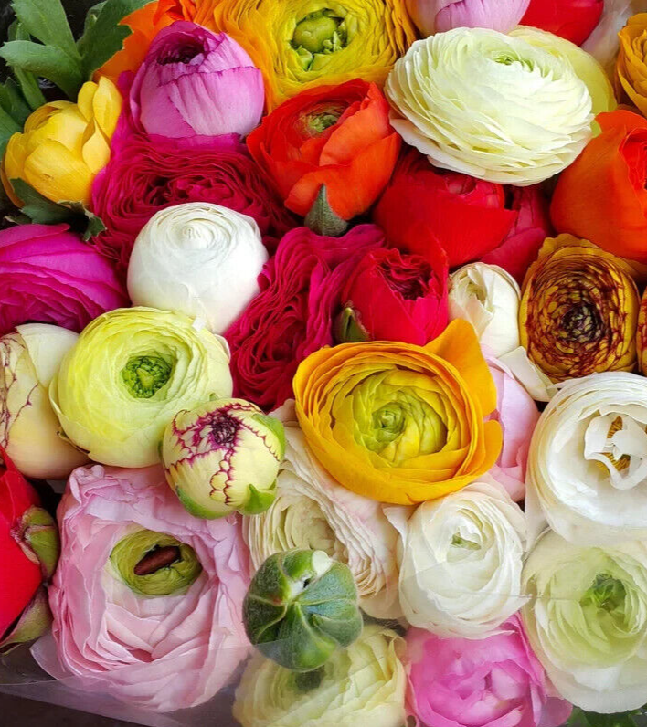 Ranunculus Mix 20 Purple Gold Yellow Red Pink Corms Bulbs Peony Rose ...