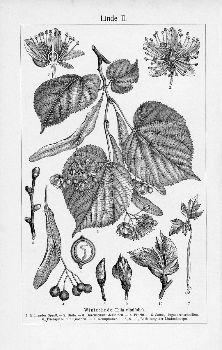 Linden Tree Botanical Drawing