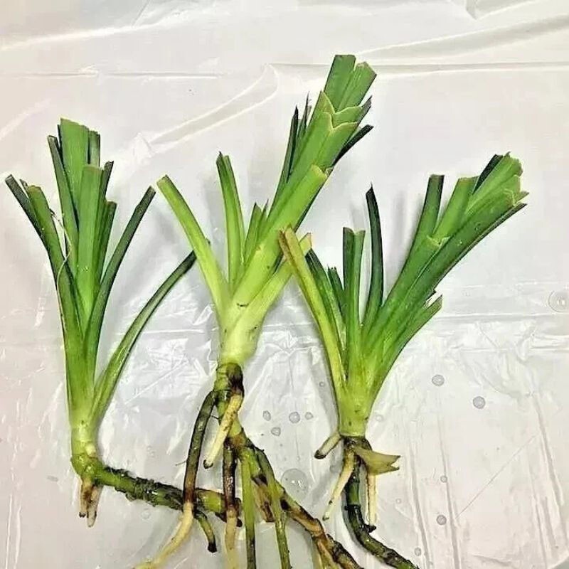 PANDAN AMARYLLIFOLIUS LIVE PLANT PANDANUS leaf Live fresh Plant Rooted ...