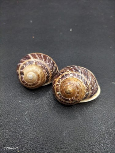 2 x cornu aspersum land snails shell Queensland collectors sea shell ...
