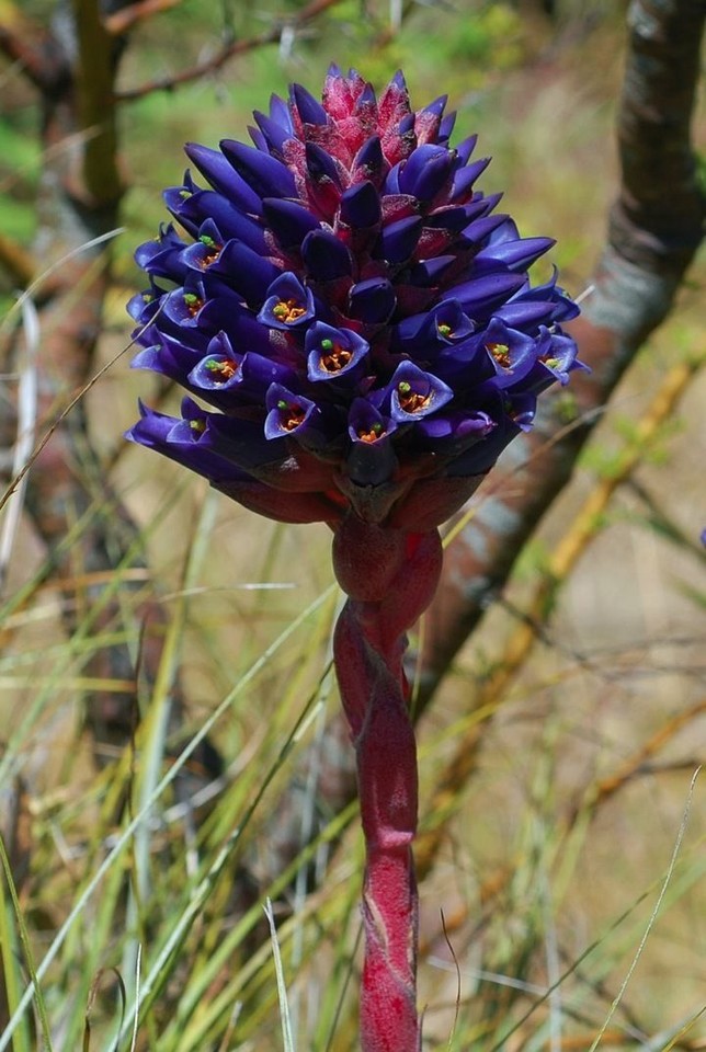 Puya venusta, Chagualillo, Coastal Purple Puya, Bromeliad - 10 to 100 ...