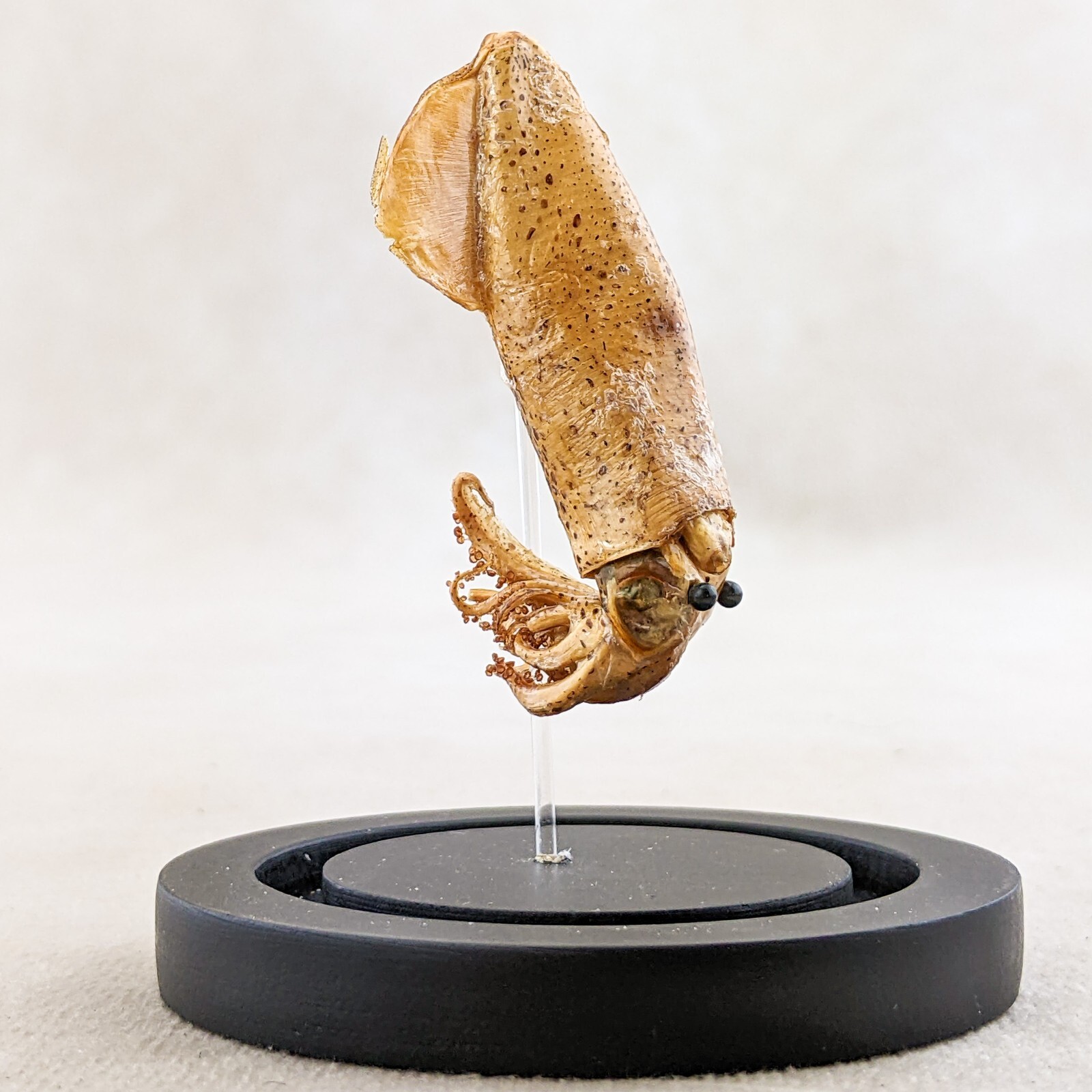 V8a Real Humboldt Squid Glass Dome Display Taxidermy Oddities ...