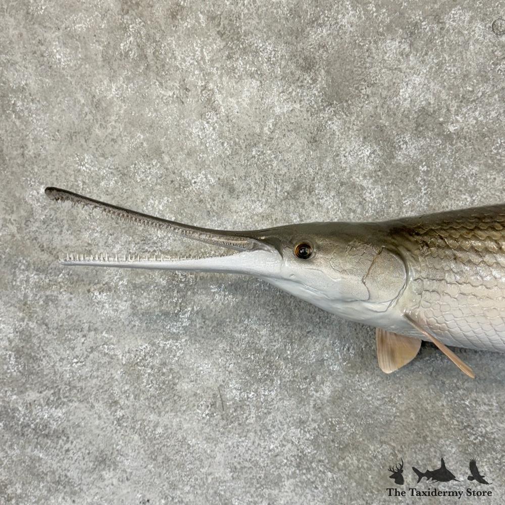 #29202 WC | 51" Longnose Gar Taxidermy Fish Mount For Sale | eBay