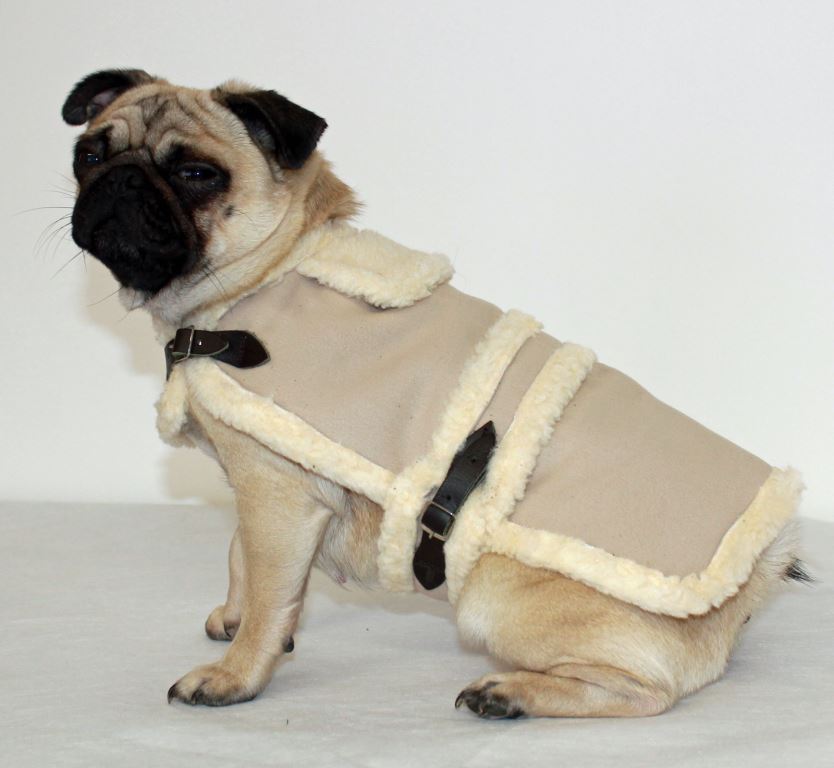 FLYING JACKET DOG COAT FUR LINED & LEATHER STRAPS - MADE IN THE UK | eBay