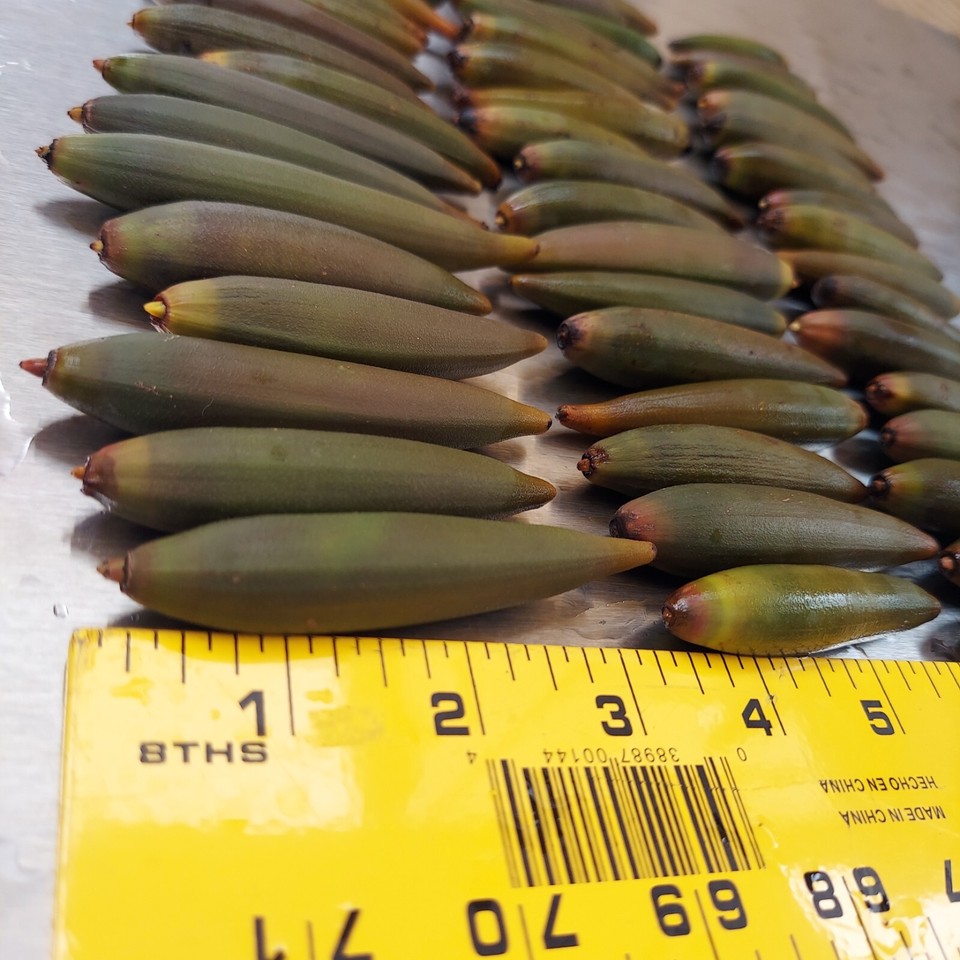 Oriental Orange Mangrove Seeds, 5 Propagule Live Plants, Bruguiera ...