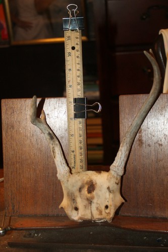 East Tennessee White Tail Deer Antlers Atypical | eBay