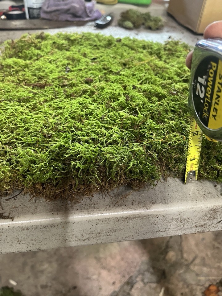 Live Organic Appalachian Moss 1x1 Sheets For Terrarium, Landscape, Decor, etc | eBay