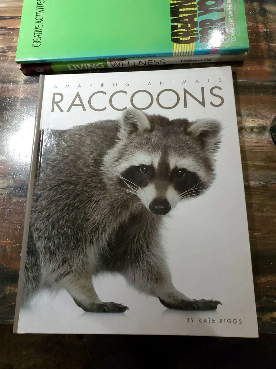 Excellent Raccoon