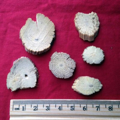 XYP Mutong Mu Tong 木通 100Gram | eBay