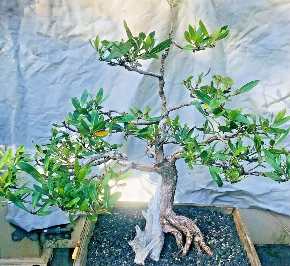 BONSAI TREE OLD BUTTONWOOD YAMADORI | eBay