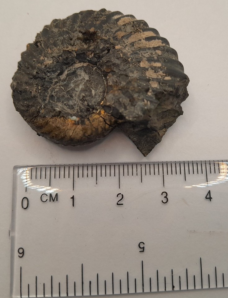 Fossil ammonite - Hoplites dentatus - Cretaceous, Gault Clay ...