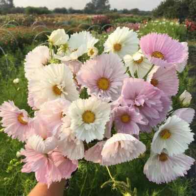 200+ Cupcake Blush Cosmos Seeds for Garden Planting - USA - FREE ...