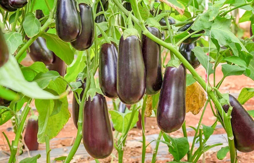 Eggplant Tree African Eggplant | Diseases And Pests, Description,