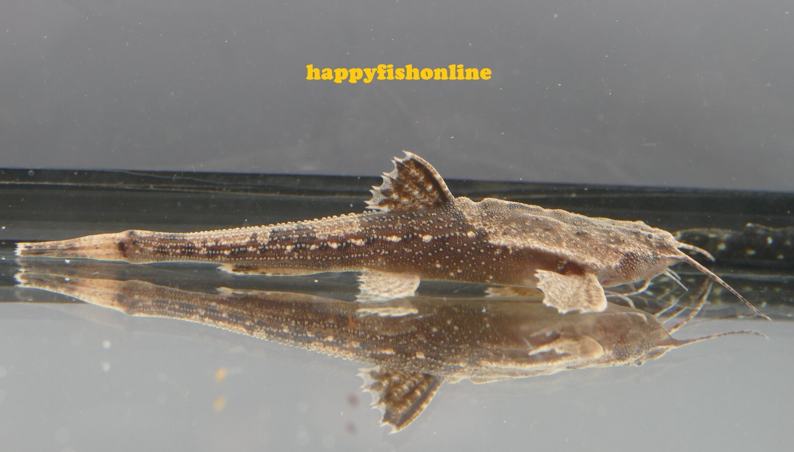 BANJO CATFISH (Bunocephalus caracoideus) (6) LIVE FISH THAT HELP CLEAN ...