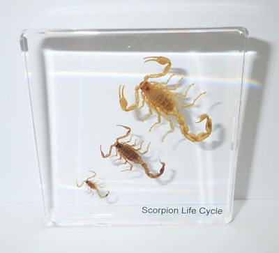 Scorpion Life Cycle