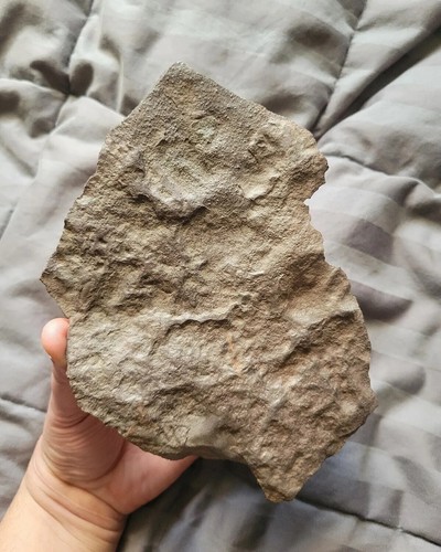 RARE NEW JERSEY BATRACHOPUS JURASSIC TRACKS FOSSIL REPTILE FOOTPRINTS ...