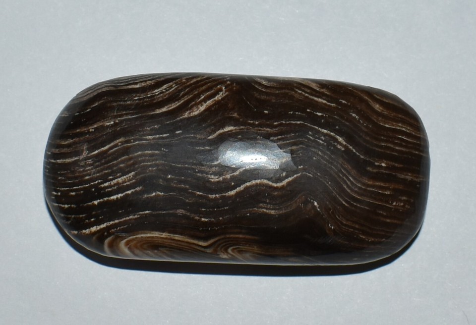 Petrified Wood Palm Worry Stone Rare Grained USA Specimen Hand Carved ...