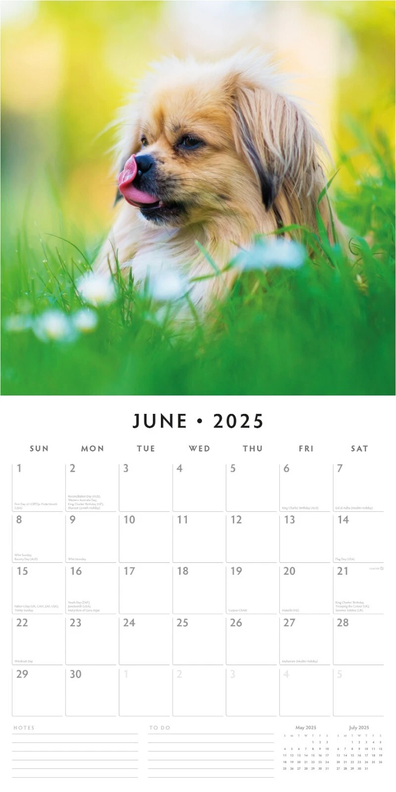 Pekingese 2025 Square Wall Calendar | ID 19887618 by Craig Williams ...