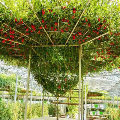 TOMATO Giant TREE 6 seeds HUGE plant heirloom garden vegetable easy ...
