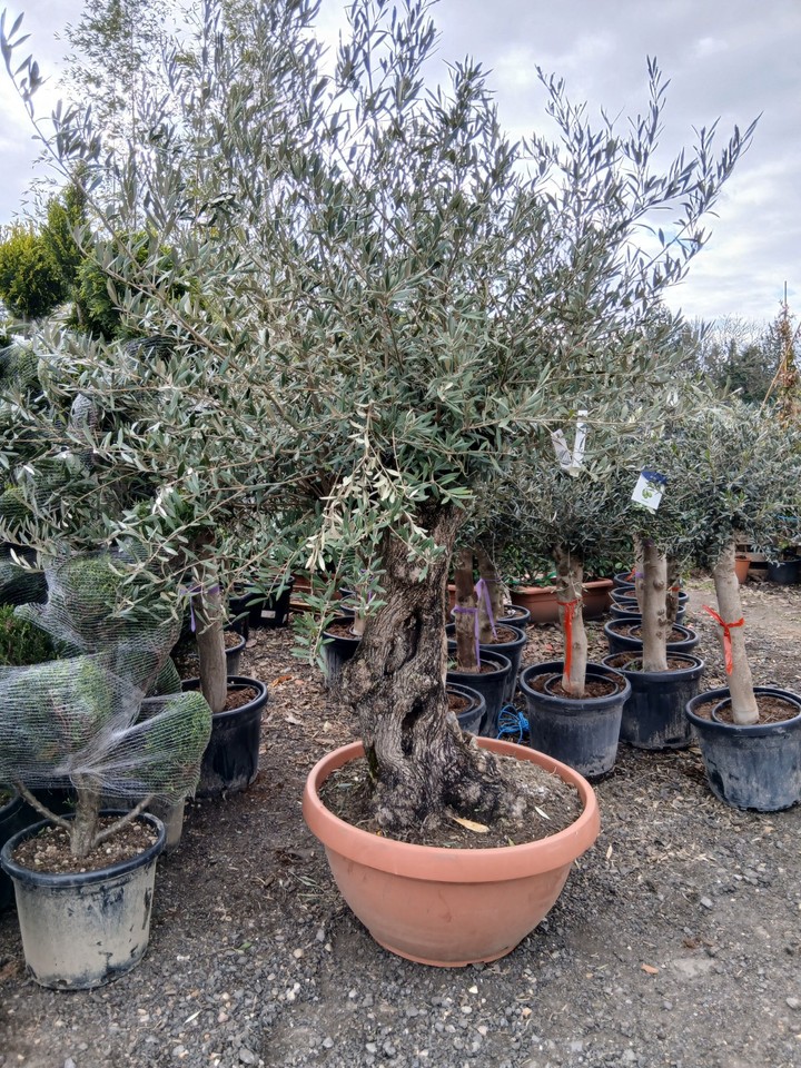 160L Gnarled Olive Tree VERY OLD Amazing Value A** Full Health Check ...