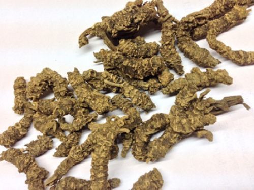 Indian Valerian Tagara Valeriana Wallichii Tagar Herbal ROOTS POWDER ...