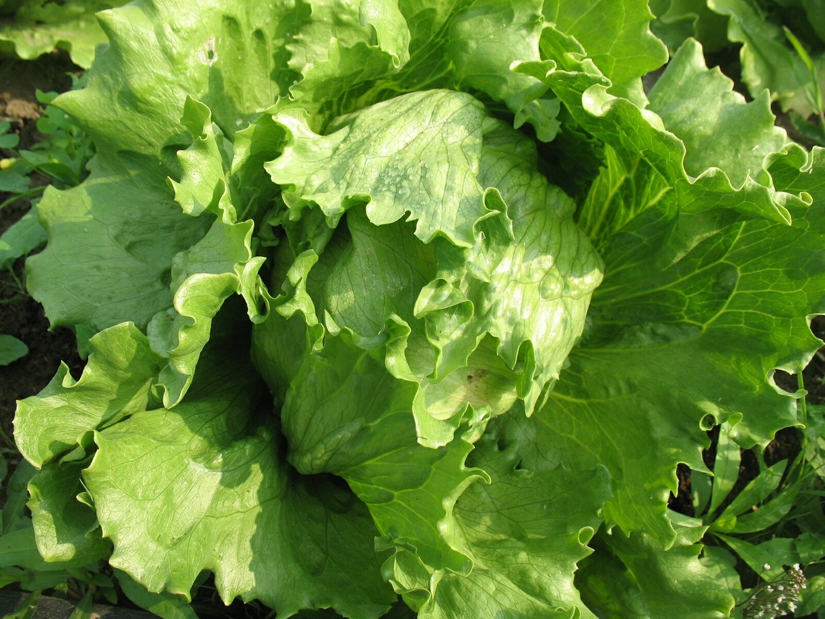 Plants De Laitue Iceberg Salade Laitue Iceberg (12 Plants) Martine