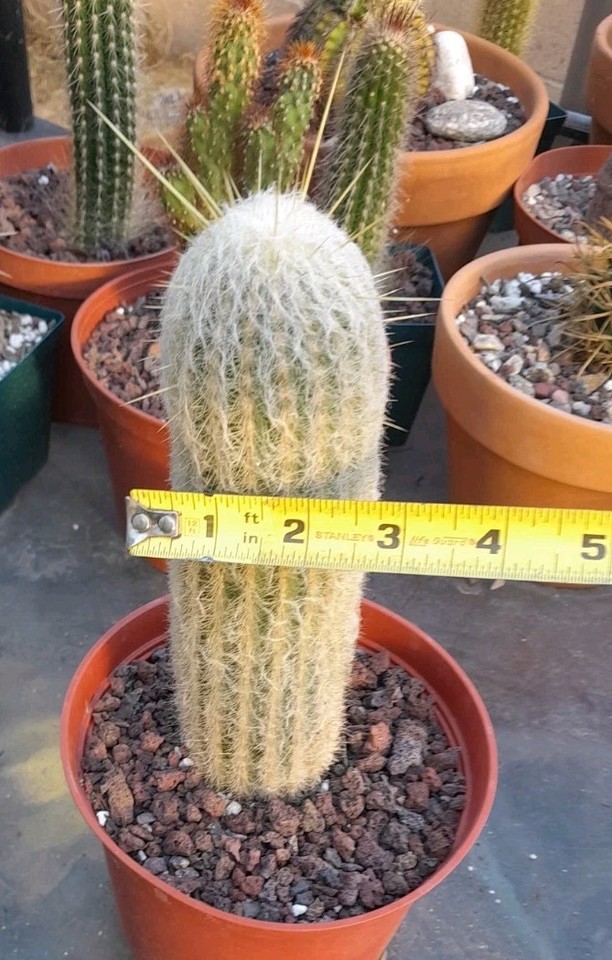Espostoa Guentheri Cactus 8"Hx 3"W Ships Bare Root Long Top Spines ...