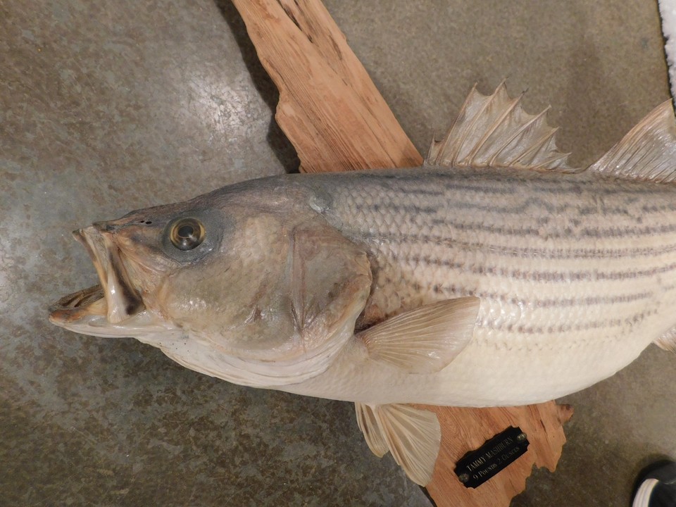 Older Real Skin Mount Striped Bass Fish Taxidermy 25” 9 lb Wall Mount ...