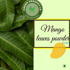 Dried Mango Leaf powder | Pure Natural Organic Leaves | Ayurveda Herbal ...