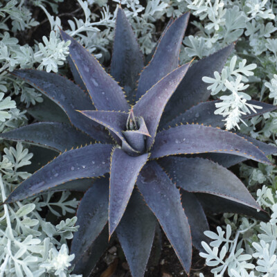 Purple People Eater Mangave STARTER Plant Agave Manfreda Hybrid 2-3" Wd ...