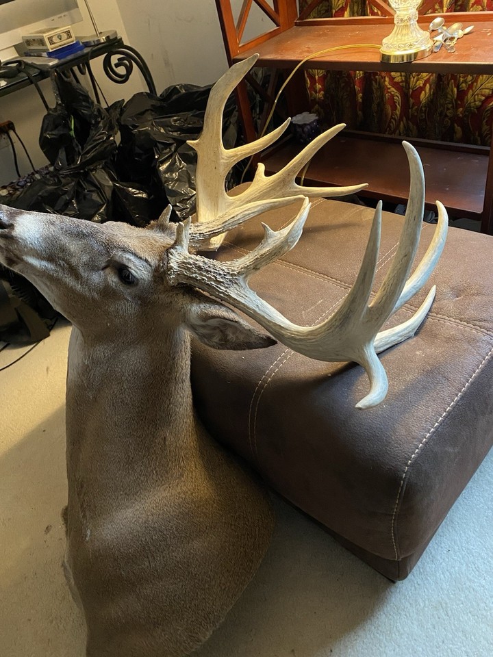 Whitetail Deer Taxidermy Shoulder Mount 200 Plus Class | eBay