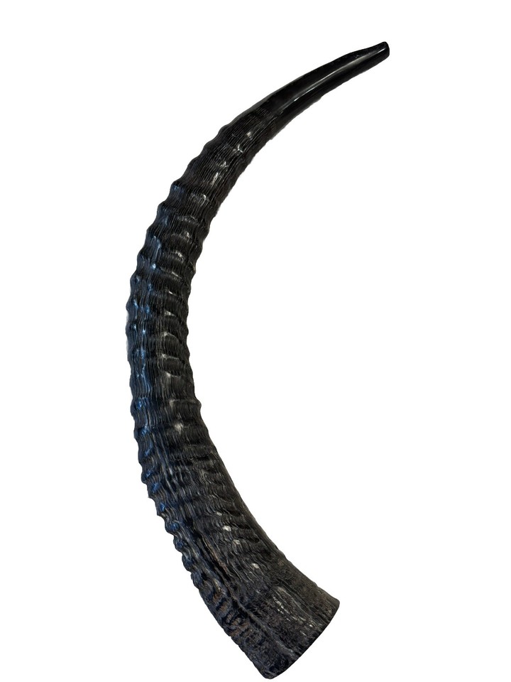 Yemenite Sable Shofar Horn Medium Rare New Kosher Free Shipping | eBay