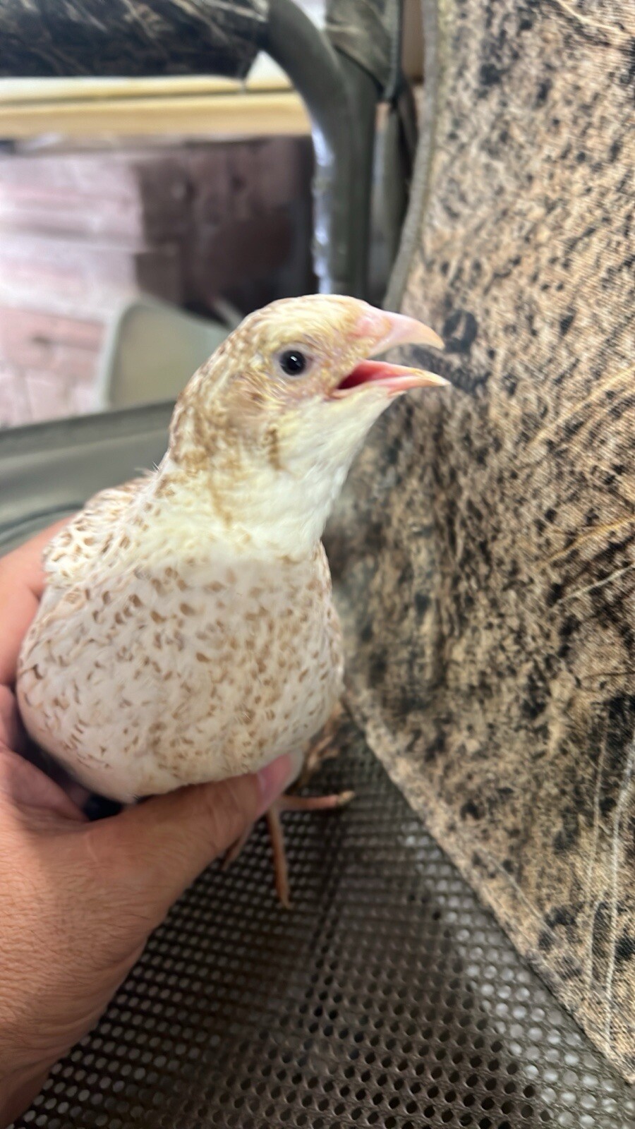 10+ count Ginger Quail Coturnix hatching eggs NPIP & PT/AI Clean | eBay