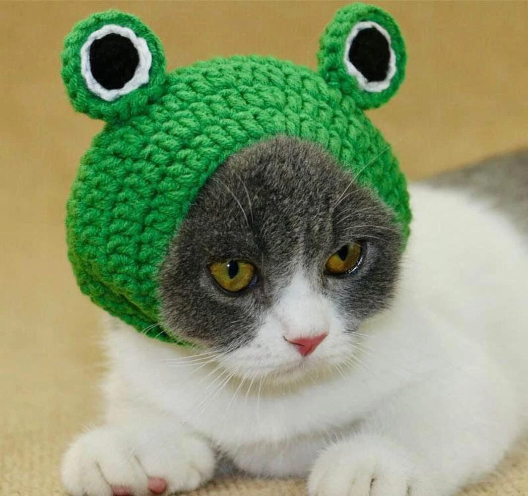 Cats With Frog Hats