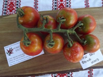 Red Riding Hood Tomato - 10+ seeds - HEIRLOOM VEGETABLE! P 219 | eBay UK