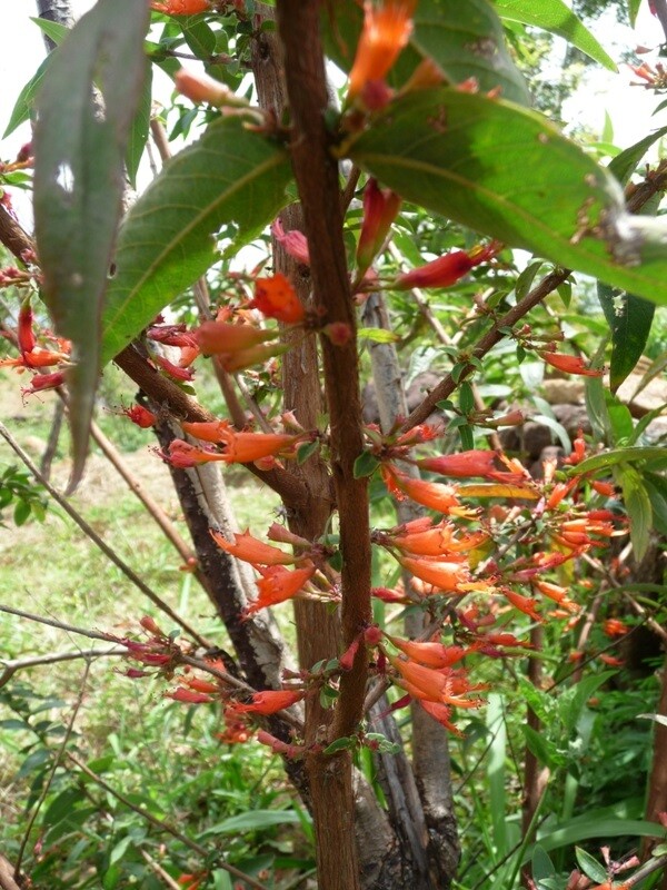 Rare Woodfordia Fruticosa / Fire Flame Bush / Red Bell Bush Dry Flowers ...