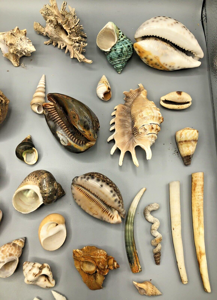 Ocean Sea Shell Lot Medium & Small Volute Spider Speckled Conch ...