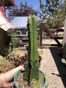 Tucalota Cactus Growers | eBay Stores