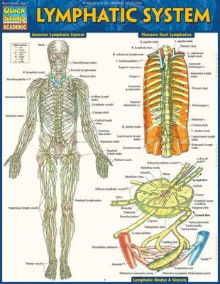 Lymphatic System by Perez, Vincent [Fold-out book or chart ...