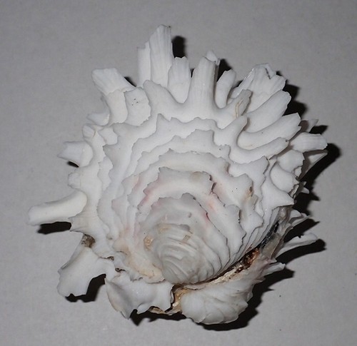 70 mm LARGE Chama Lazarus Seashell #AZ1 Phi-Phi Island Phuket Thailand ...