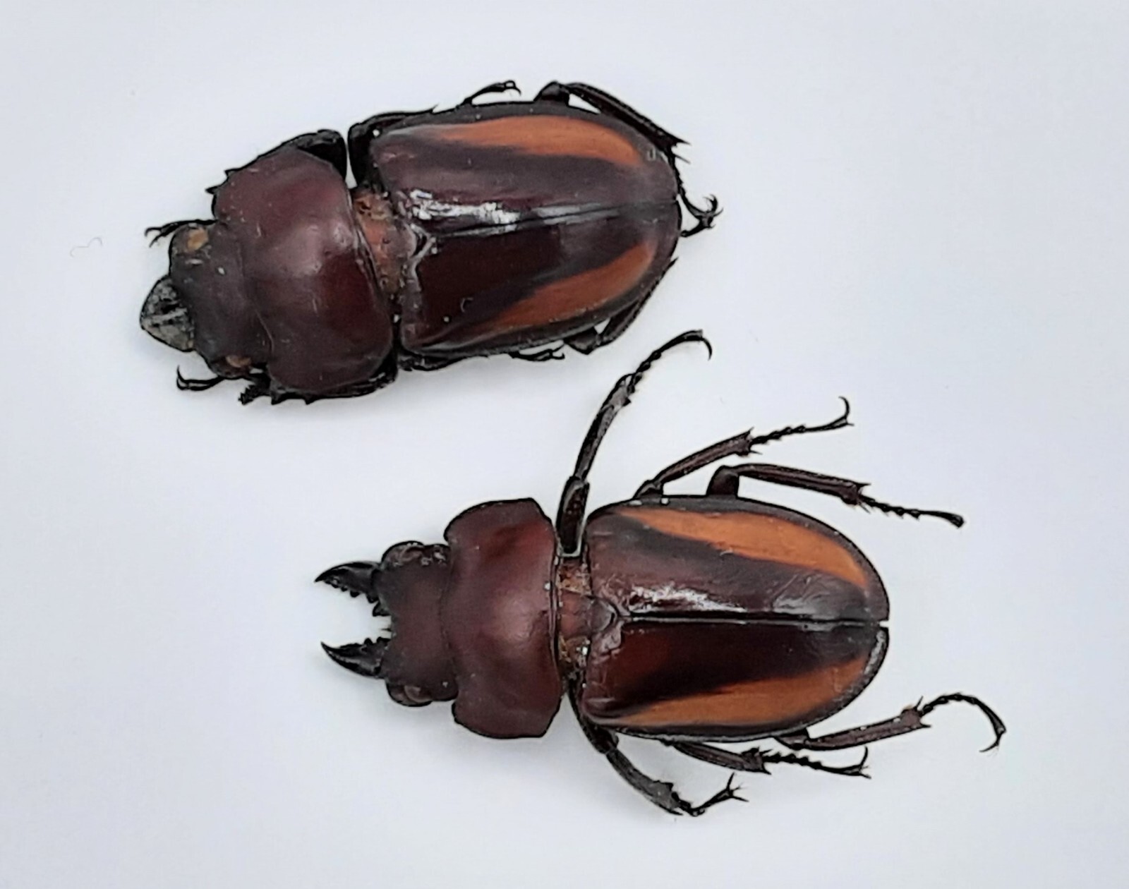 Lucanidae, Neolucanus cingulatus cingulatus pair, A2/A1, 24/24 mm ...