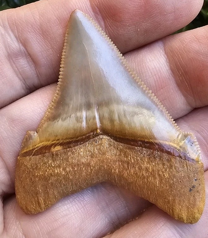 Peruvian Chubutensis Shark Tooth Fossil Not Megalodon Peru | eBay