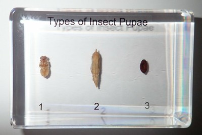 3 Types of Insect Pupa Set Real Education Specimen Kit | eBay