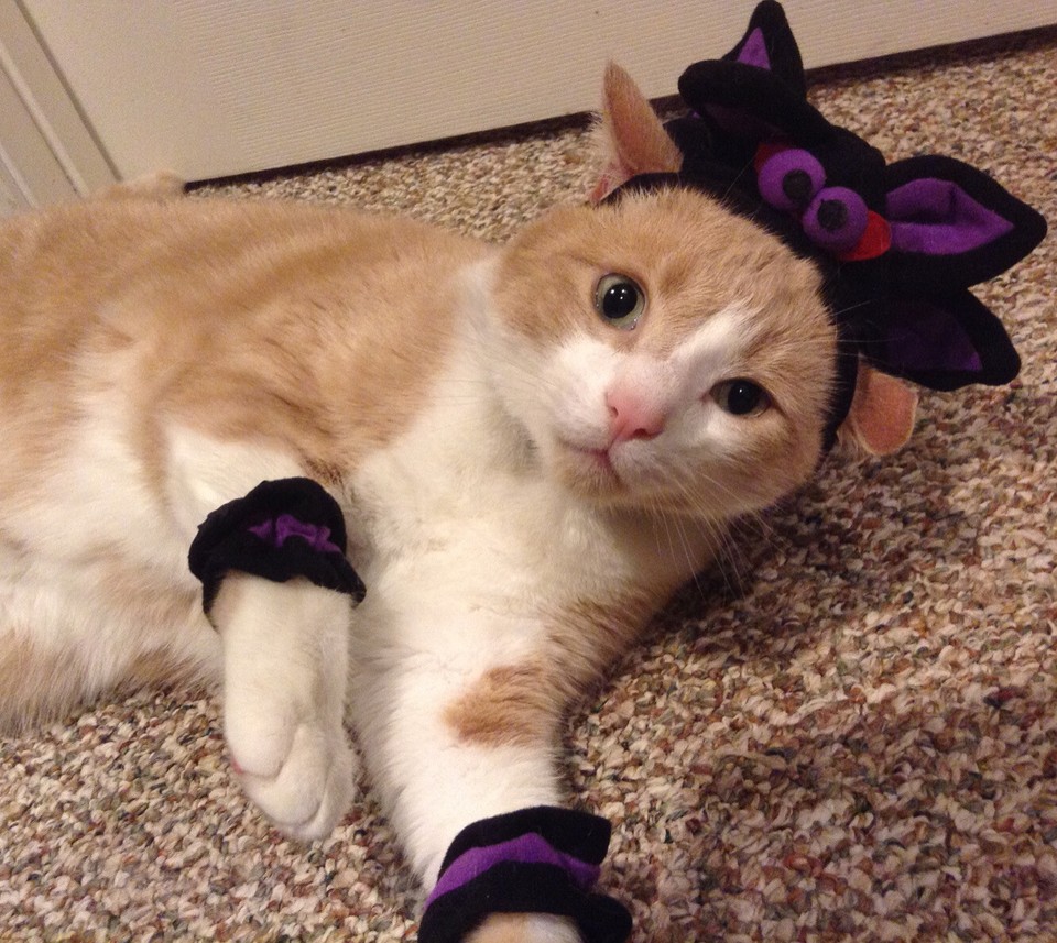 black & purple bat goblin xs dog or cat costume hood GUC | eBay UK