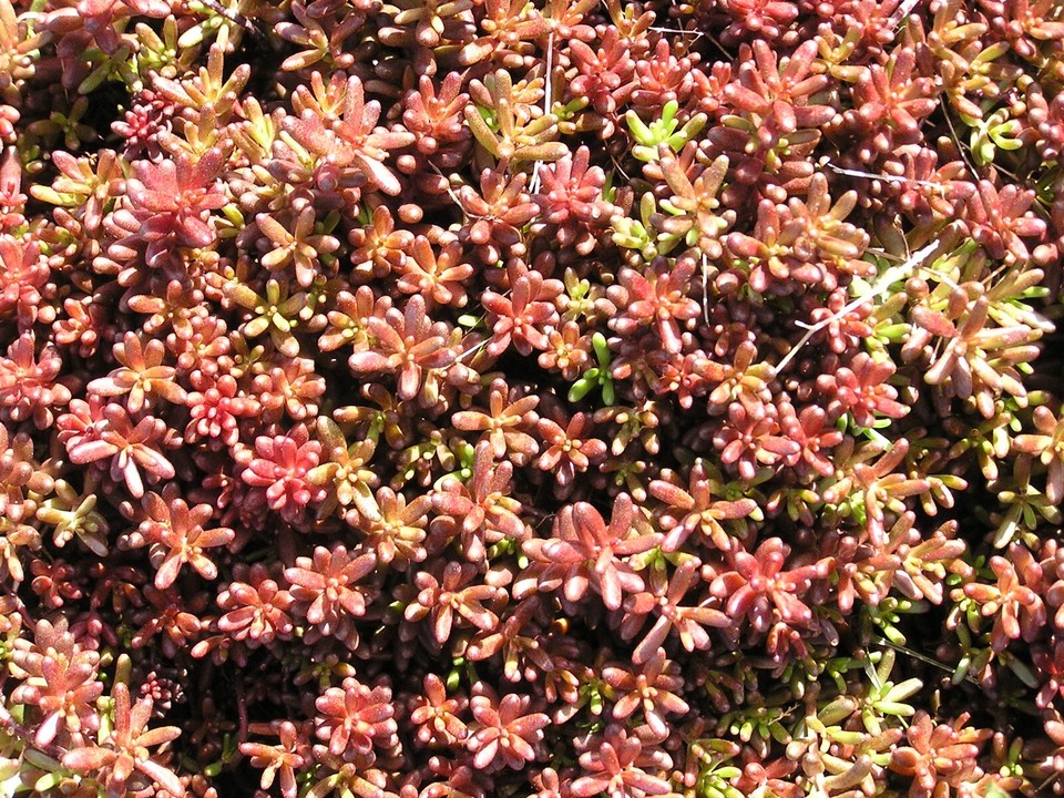 Sedum red, Stonecrop Unrooted Cuttings, 25ct, red Color. | eBay